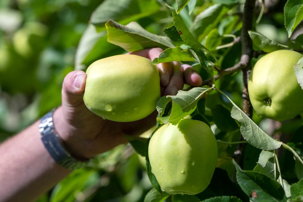 Golden appels van eigen bodem | Spar Colruyt Group