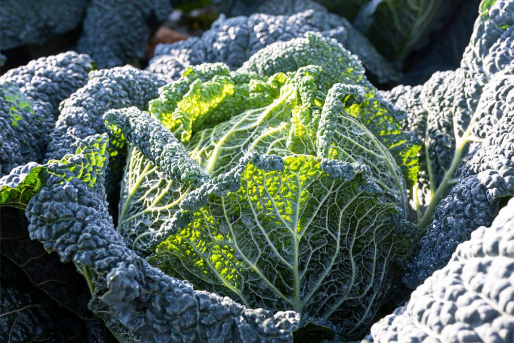 Savooikool, de koning van de wintergroenten | Spar Colruyt Group