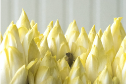 Witloof uit Brussegem | Spar Colruyt Group