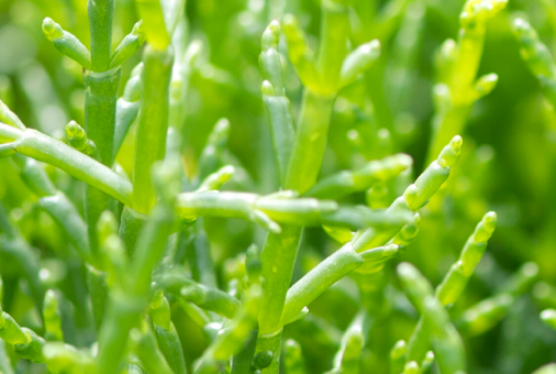 Zeekraal uit Zeeland | Spar Colruyt Group